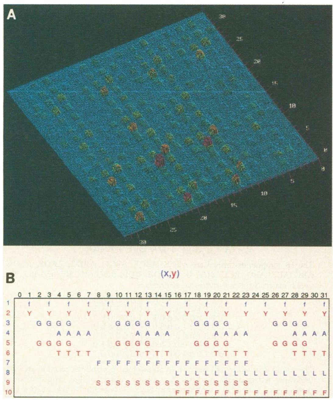 (a) fluorescence scan of an array of 1024 peptides generated