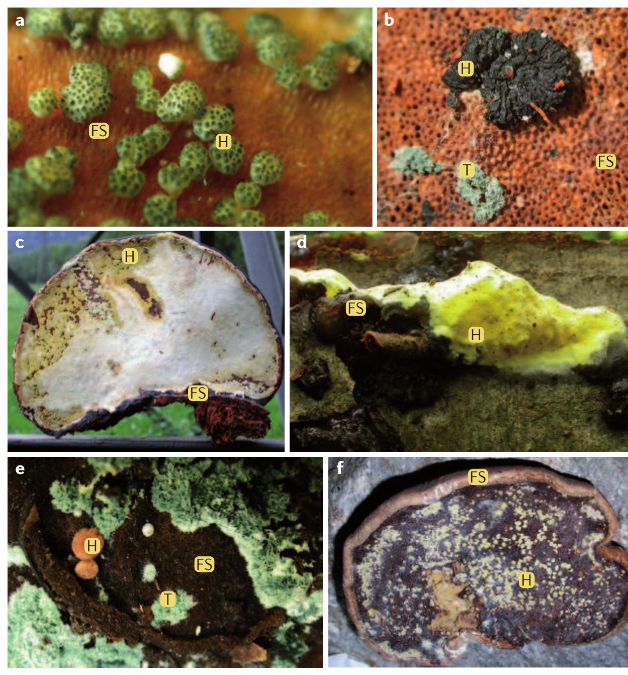 | mycotrophy of hypocrea/trichoderma spp. examples of