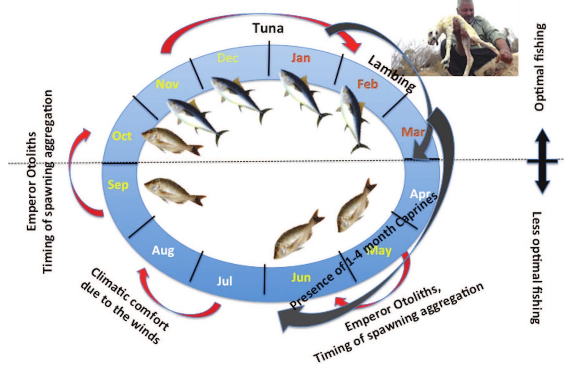 Ficure 10. a reconstruction of the annual cycle of animal