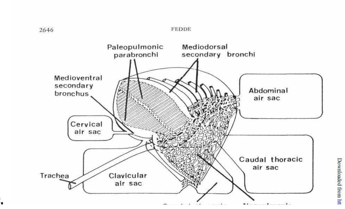 , schematic drawing of the arrangement of the intrapulmonary