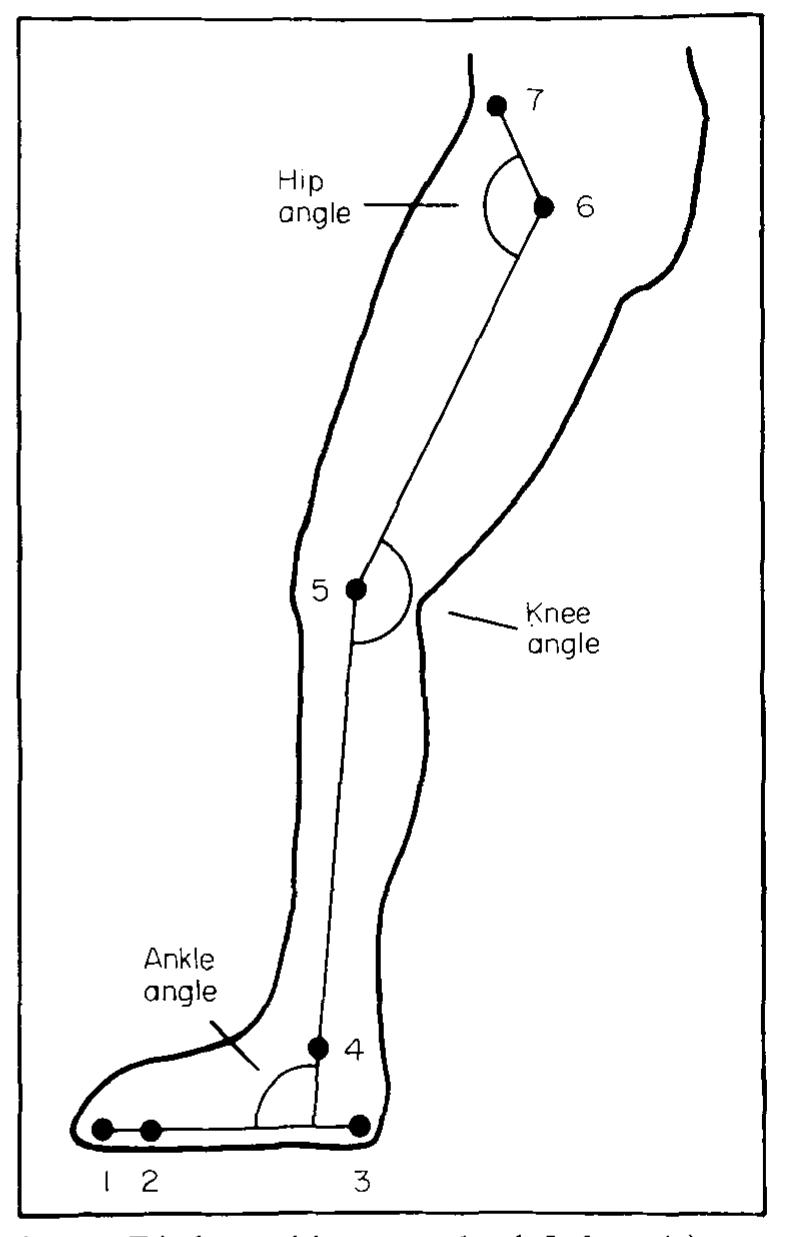 Diode positions on the left leg: (1) most anterior part of