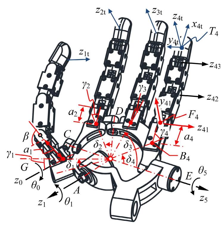 Transformation from the palm to finger bases