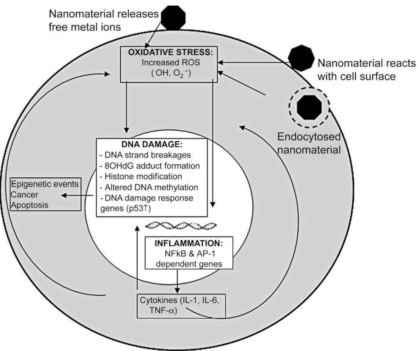 Indirect mechanisms that can lead to genotoxicity.