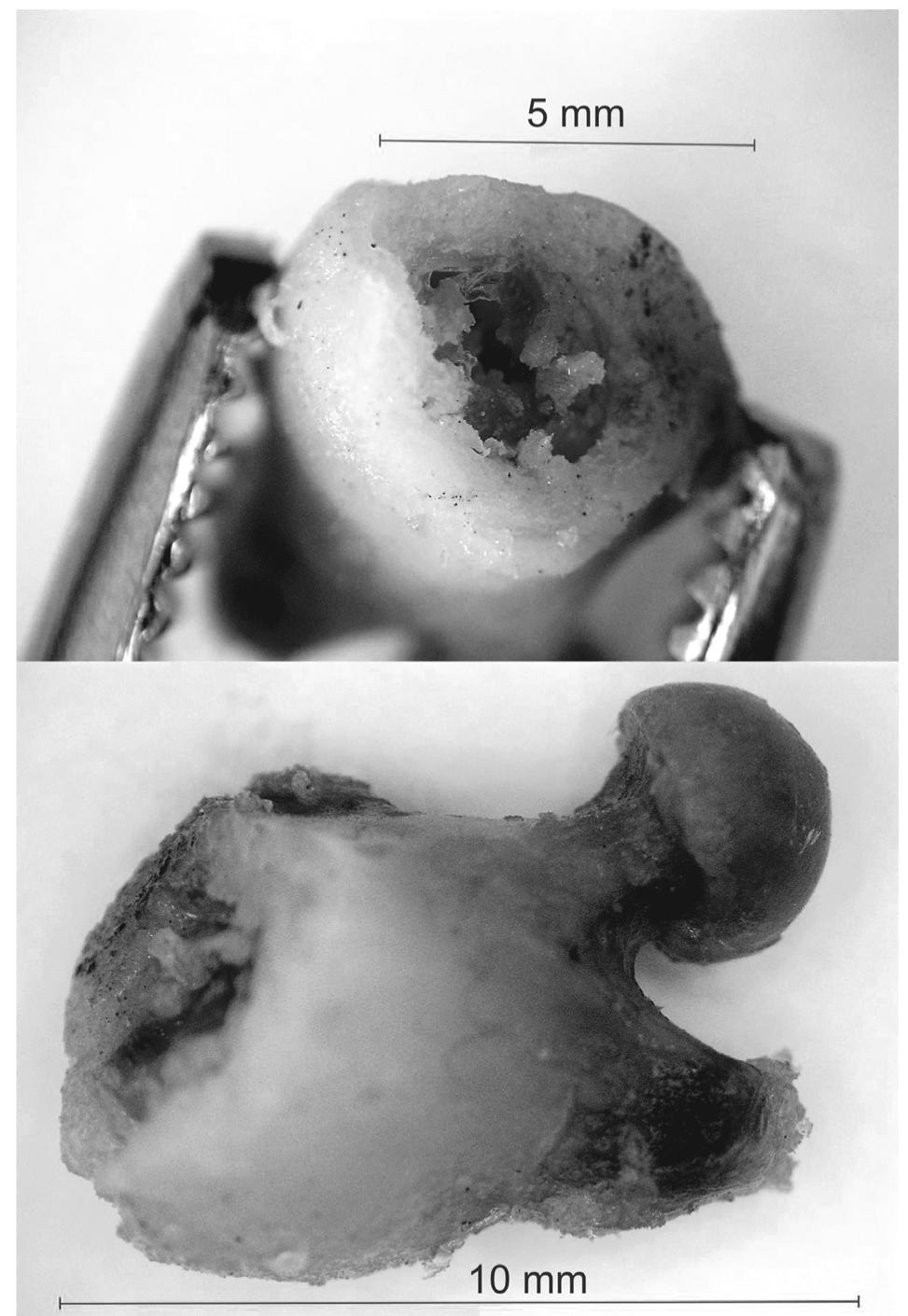 Optical images of an albino wistar rats’ proximal part of