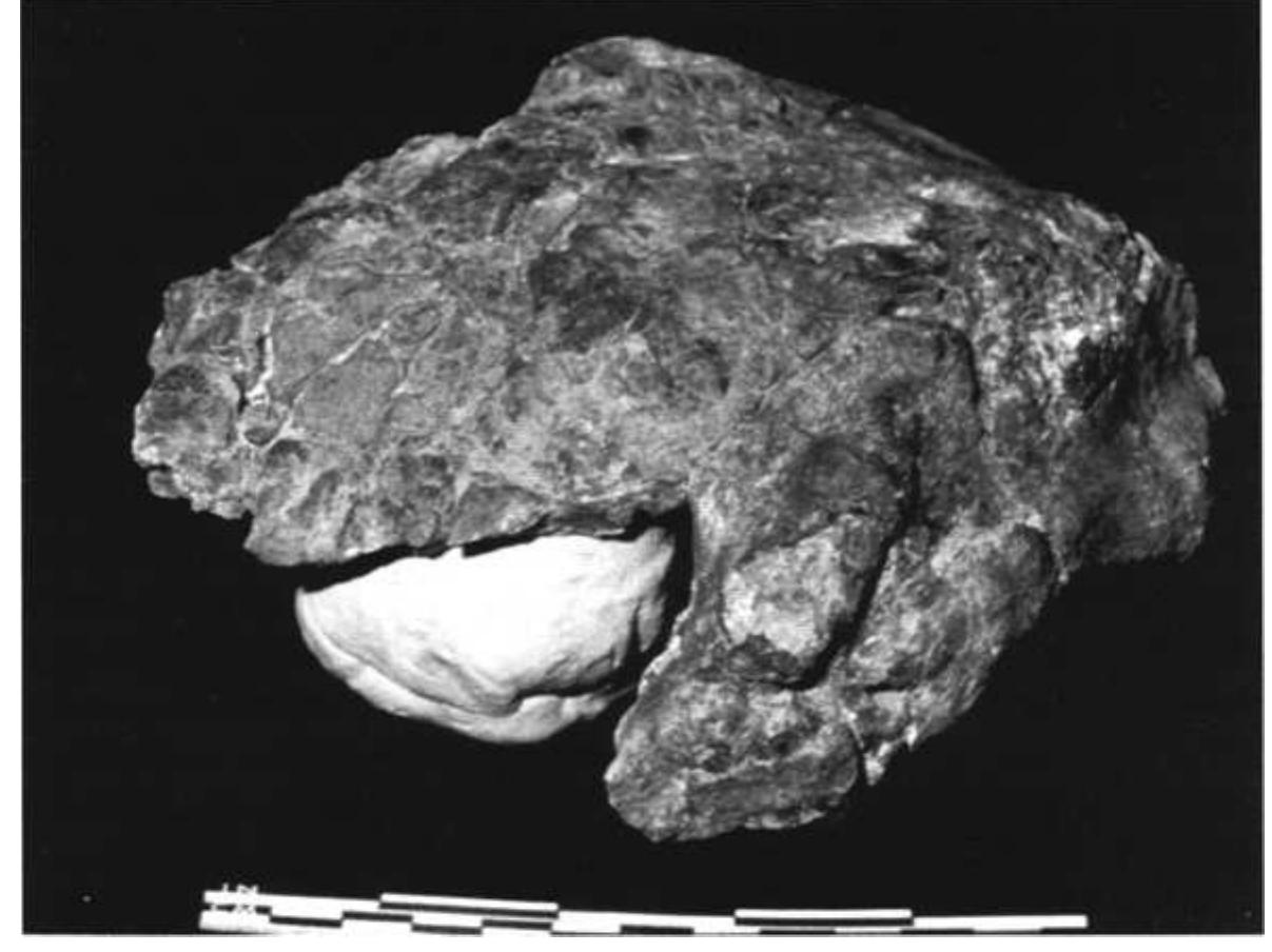 The *meganthropus” it skull part.