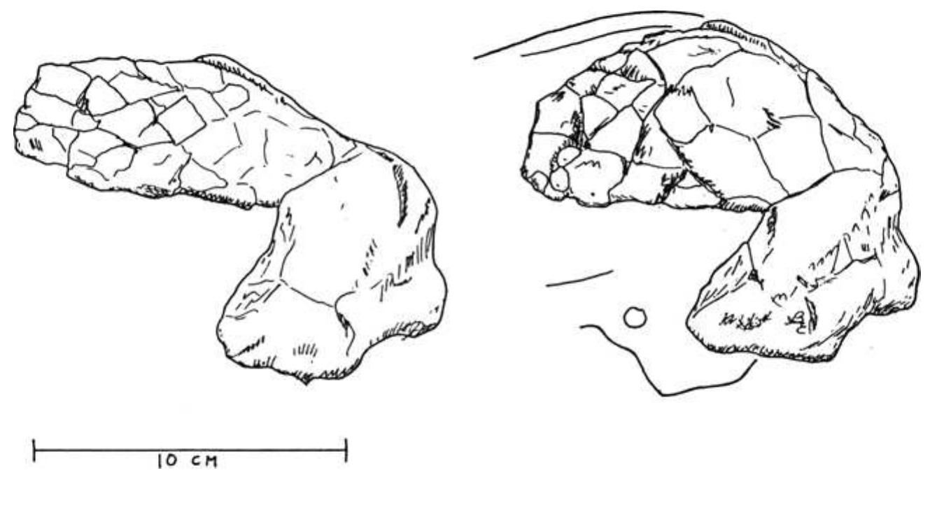 Left side views of "meganthropus” if. its original condition
