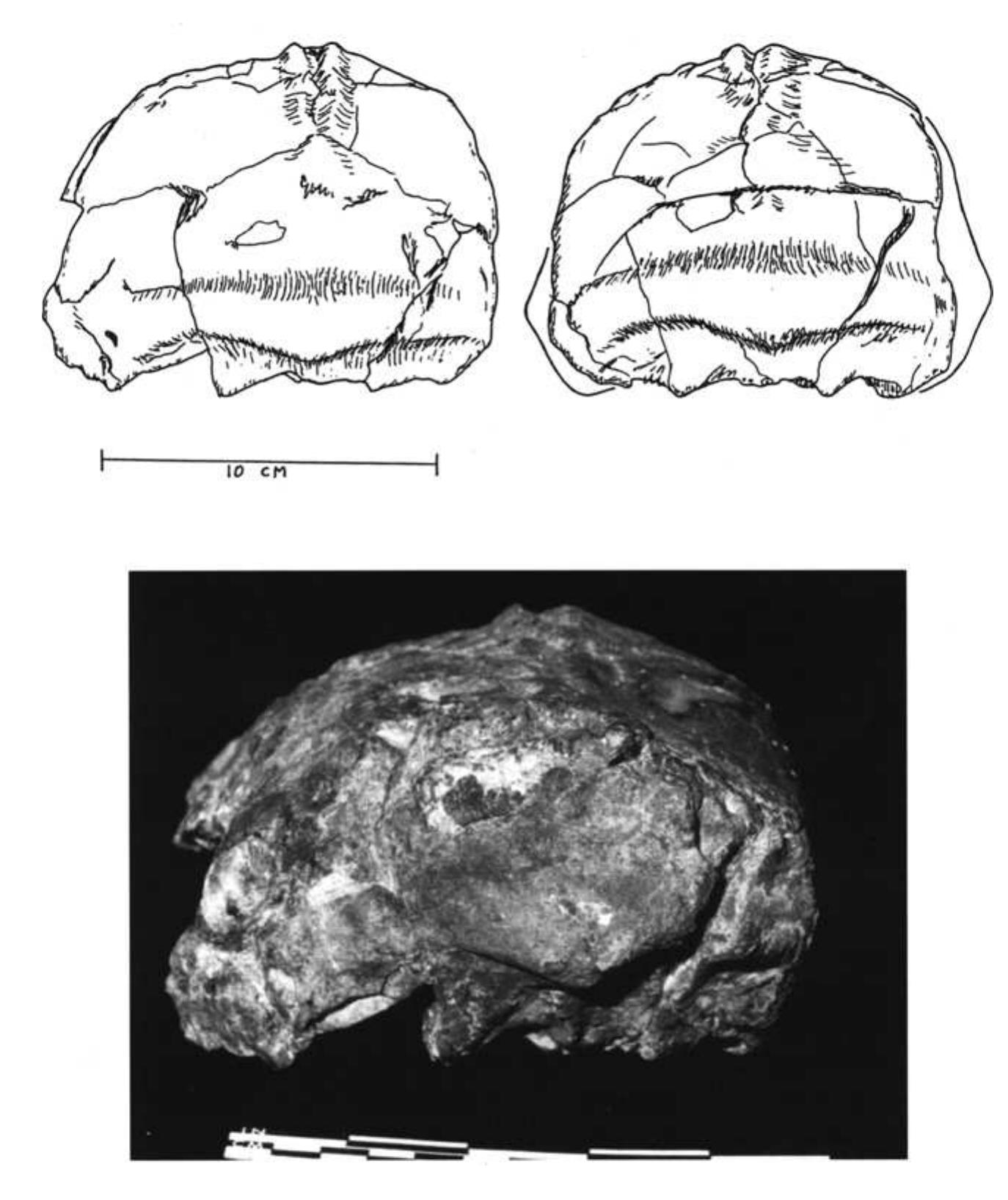 Figure 6 - from “Meganthropus” cranial fossils from Java