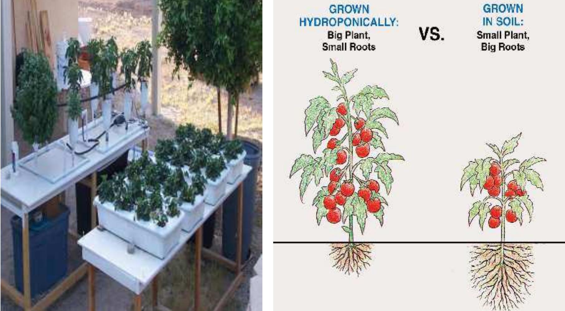 Basic module of typical hydroponic & comparison of