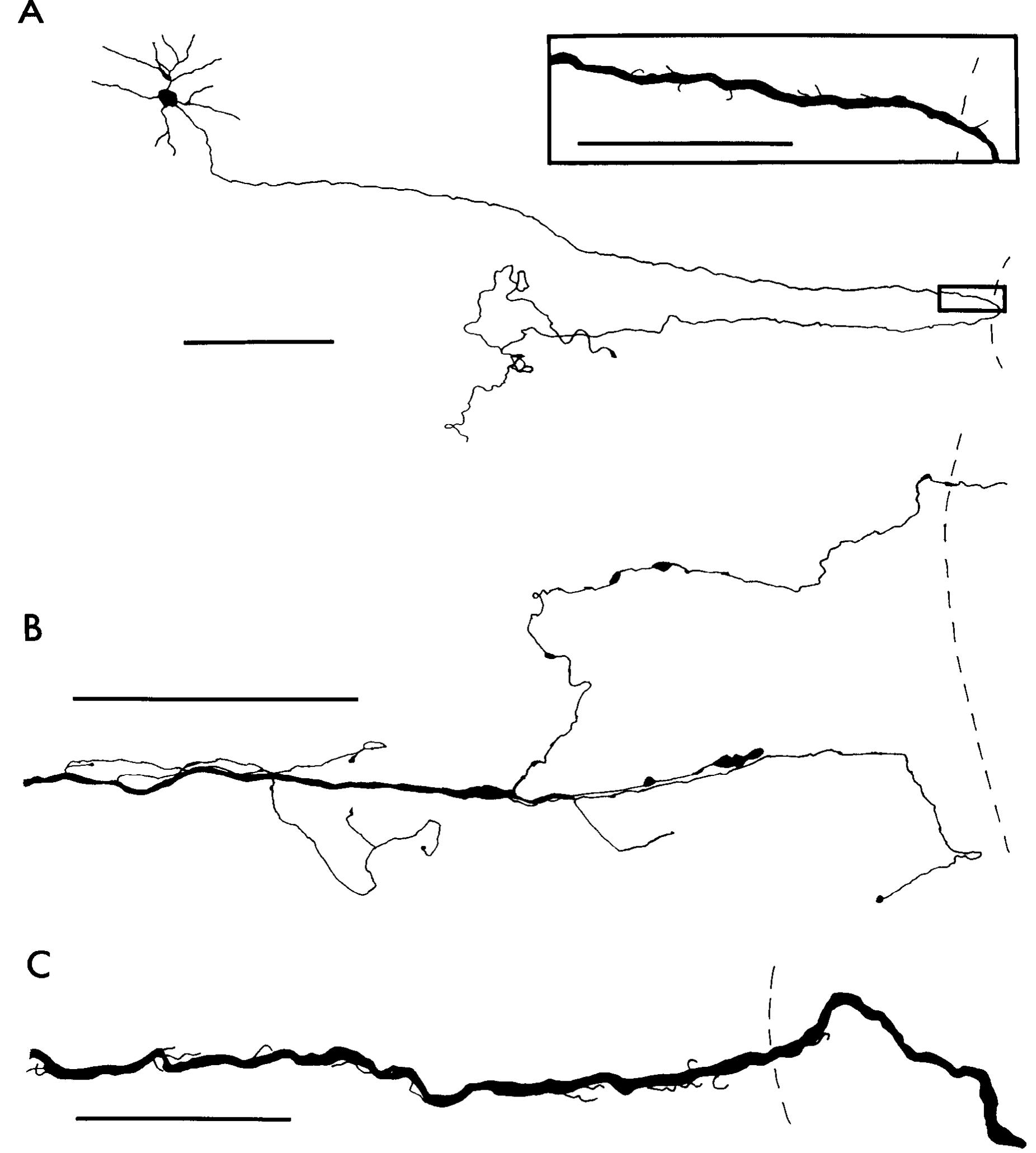 Camera lucida drawings of neurobiotin-labeled rgc axons in