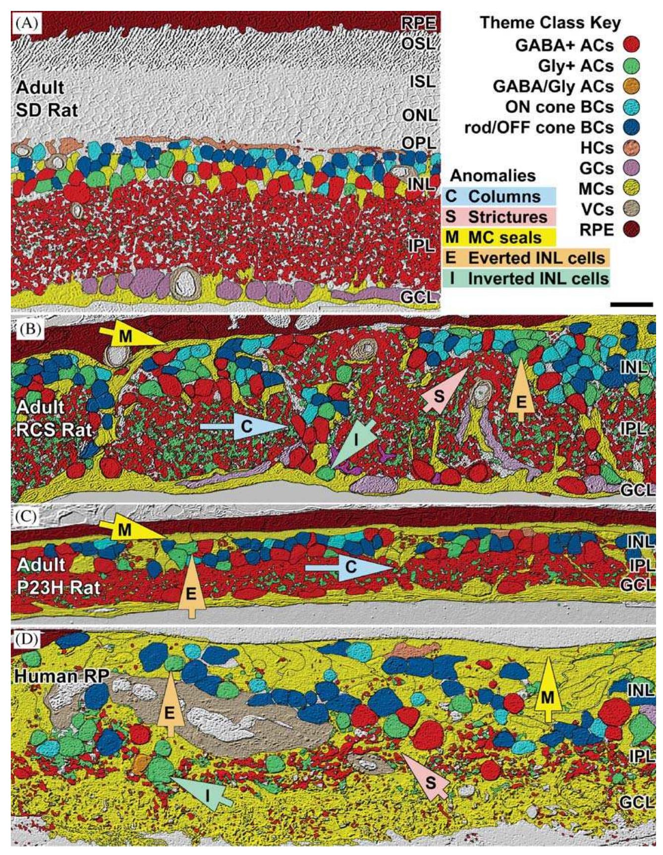 Theme maps of (a) normal pnd 700 sprague-dawley (sd) rat,