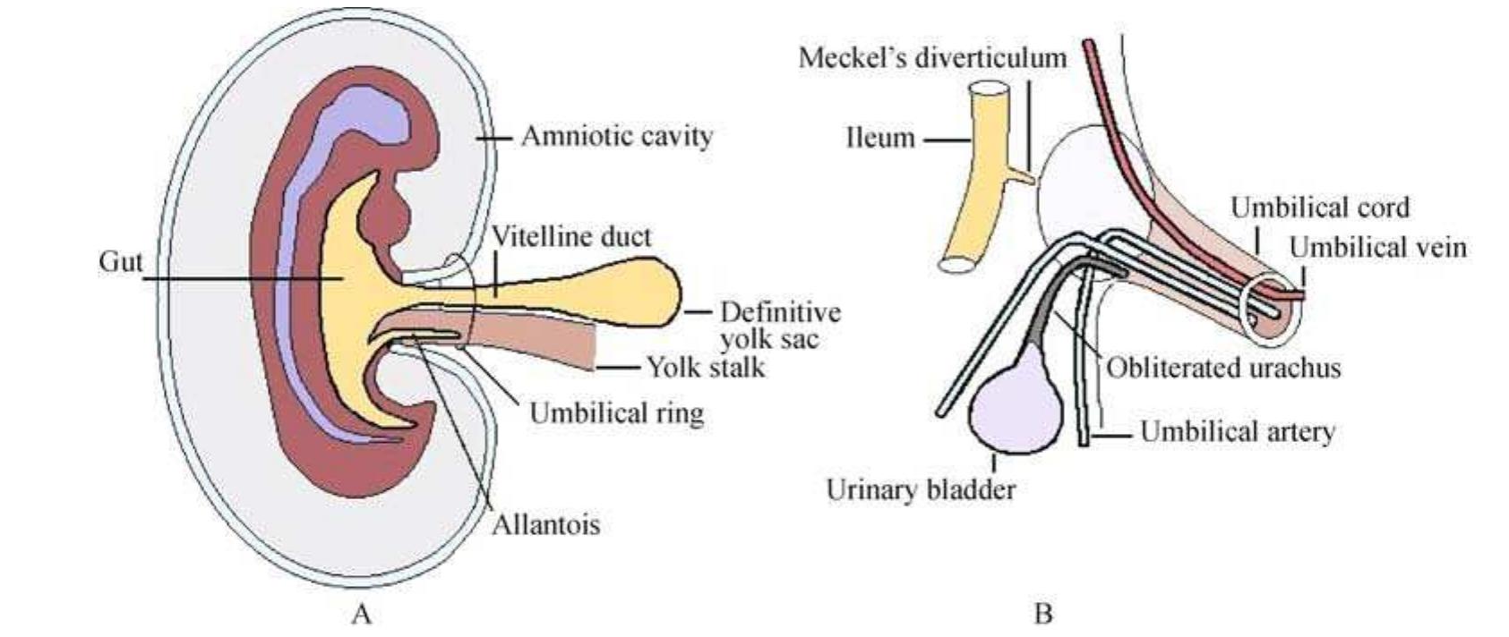 Diagrams showing the (a) folding of the embryo and formation