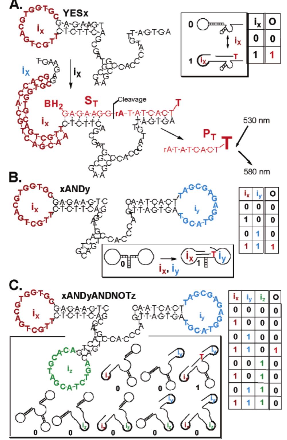 Automaton move gates and logic gate structures: (a)