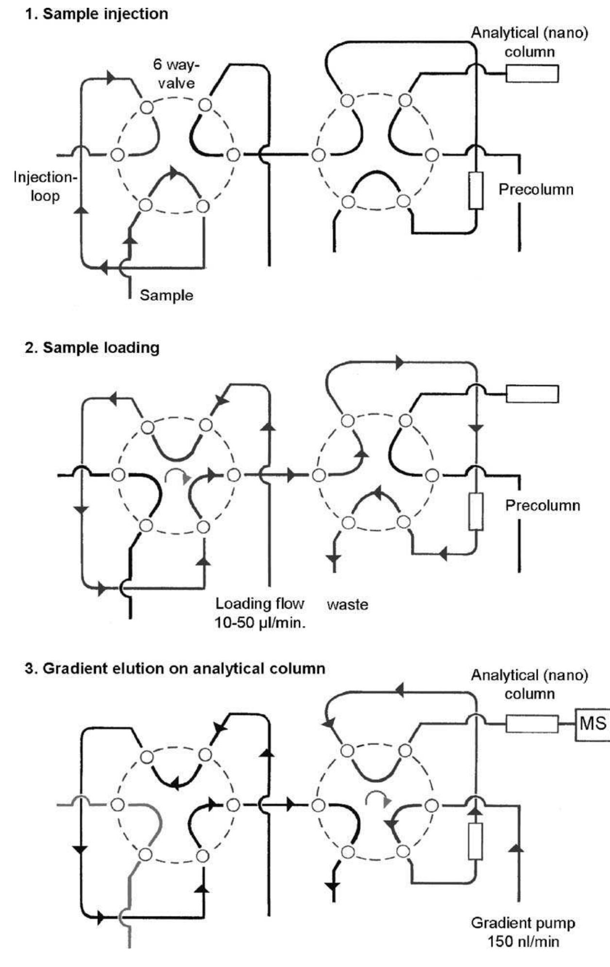 Schematic diagram of a column switching setup for sample
