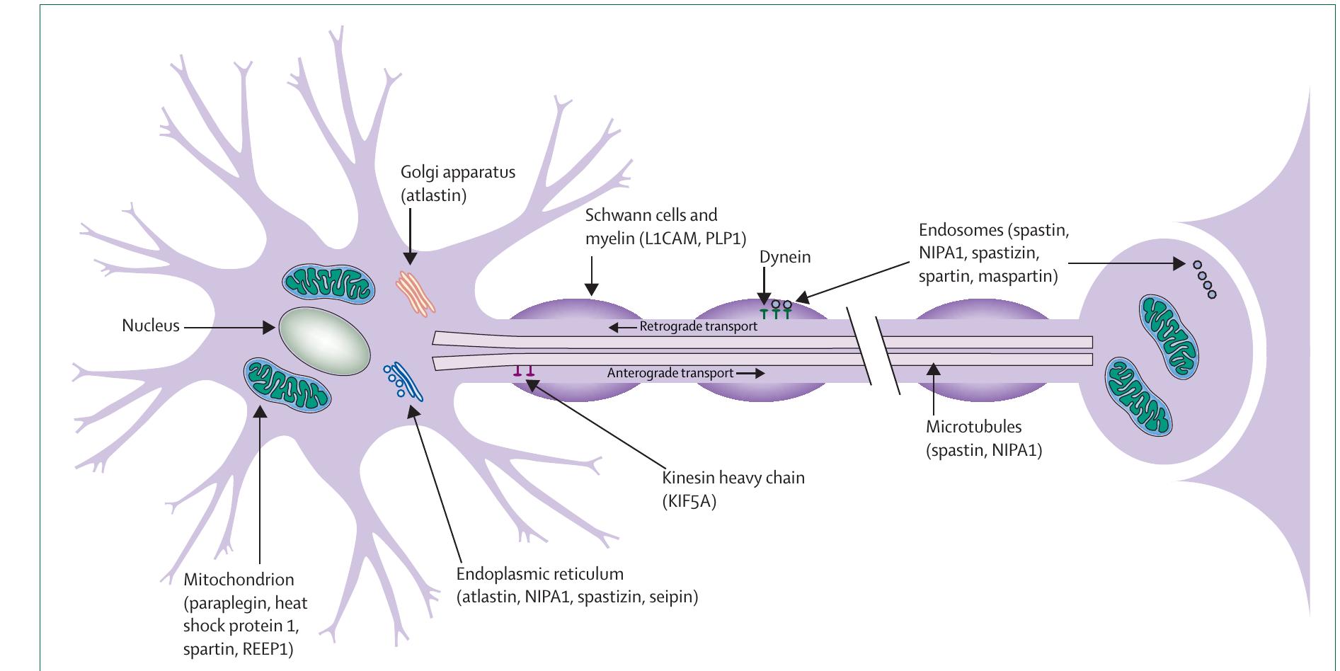 Schematic representation of a neuron indicating sites of