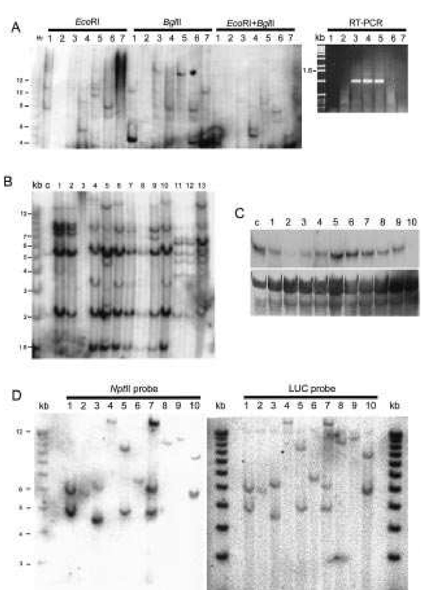 A. southern blot of genomic dna from pea plants transformed