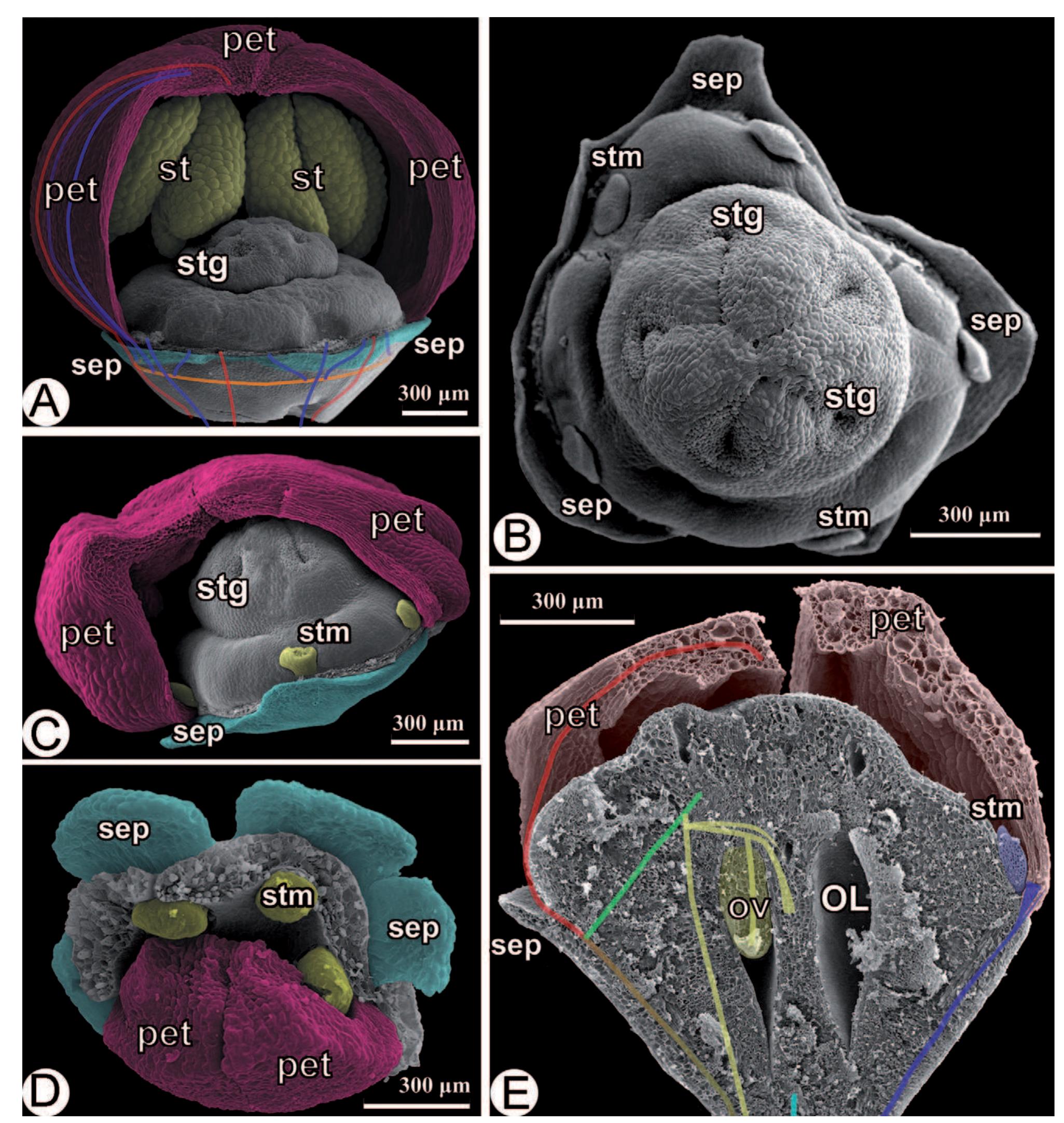 Schefflera venulosa, morphology of flowers (sem). a, side