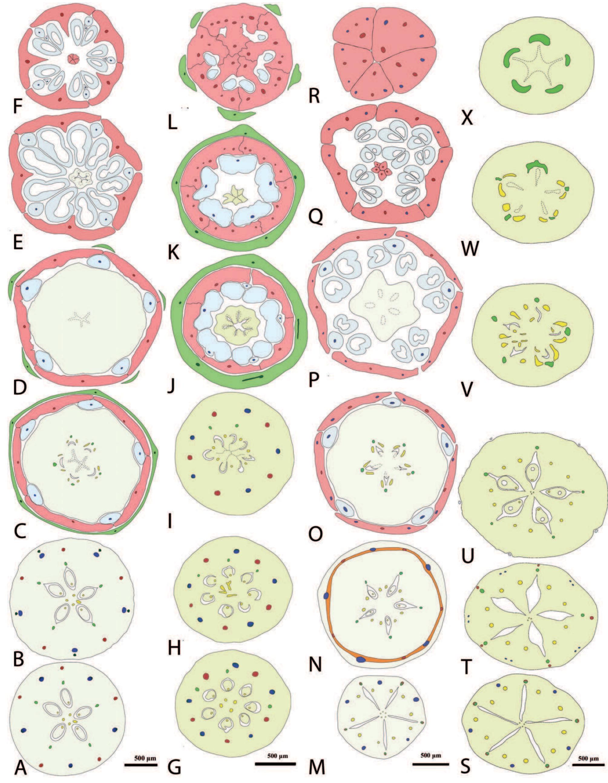 Ascending series of schemes of anatomical cross sections of