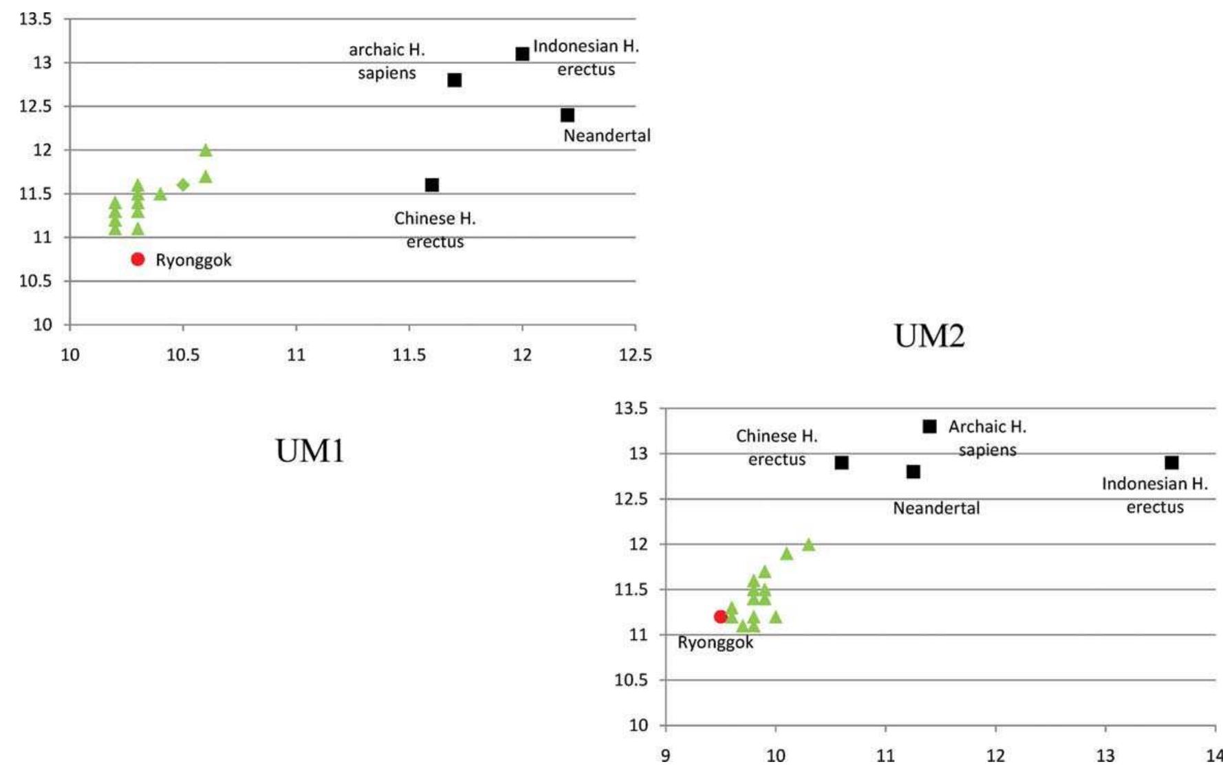 Mesial-distal/buccal-lingual measurements for upper m1 (um1)