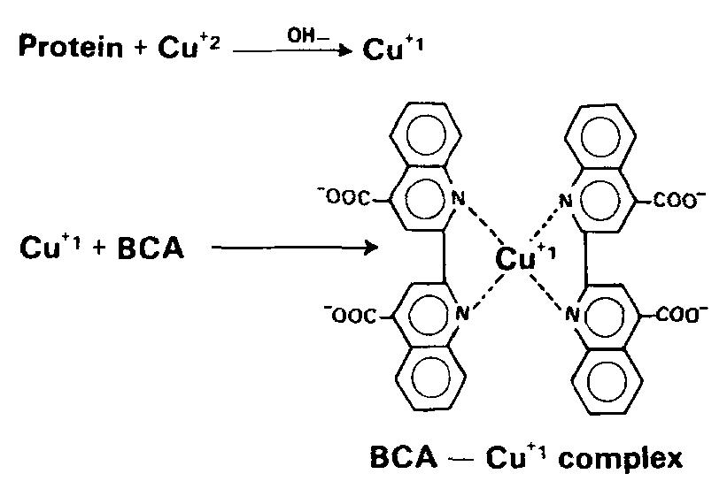(PDF) Measurement of protein using bicinchoninic acid