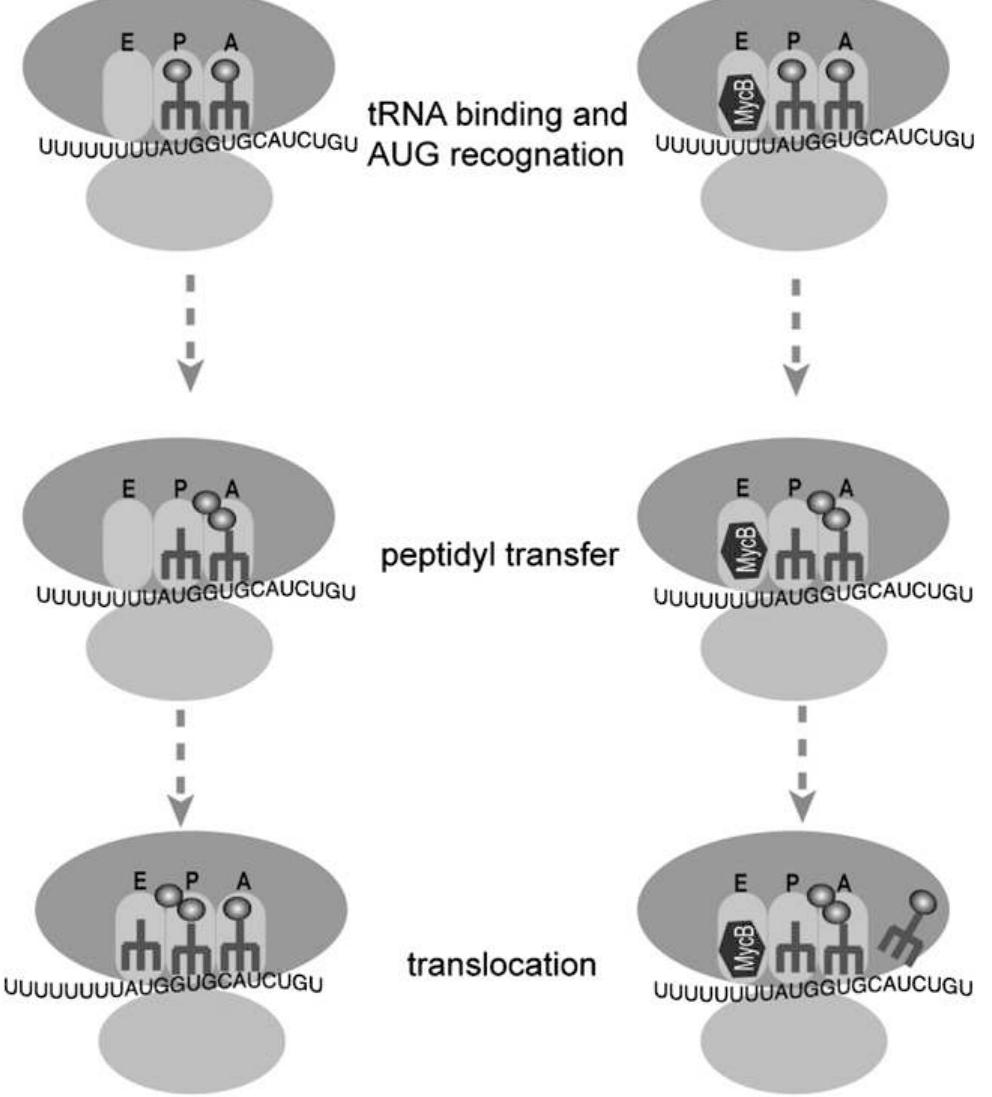 A model of the mechanism of action of mycb. (left) normal
