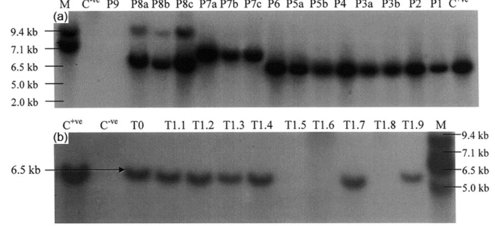 (a-b)—(a) southern blot hybridization of ecori cut dna from