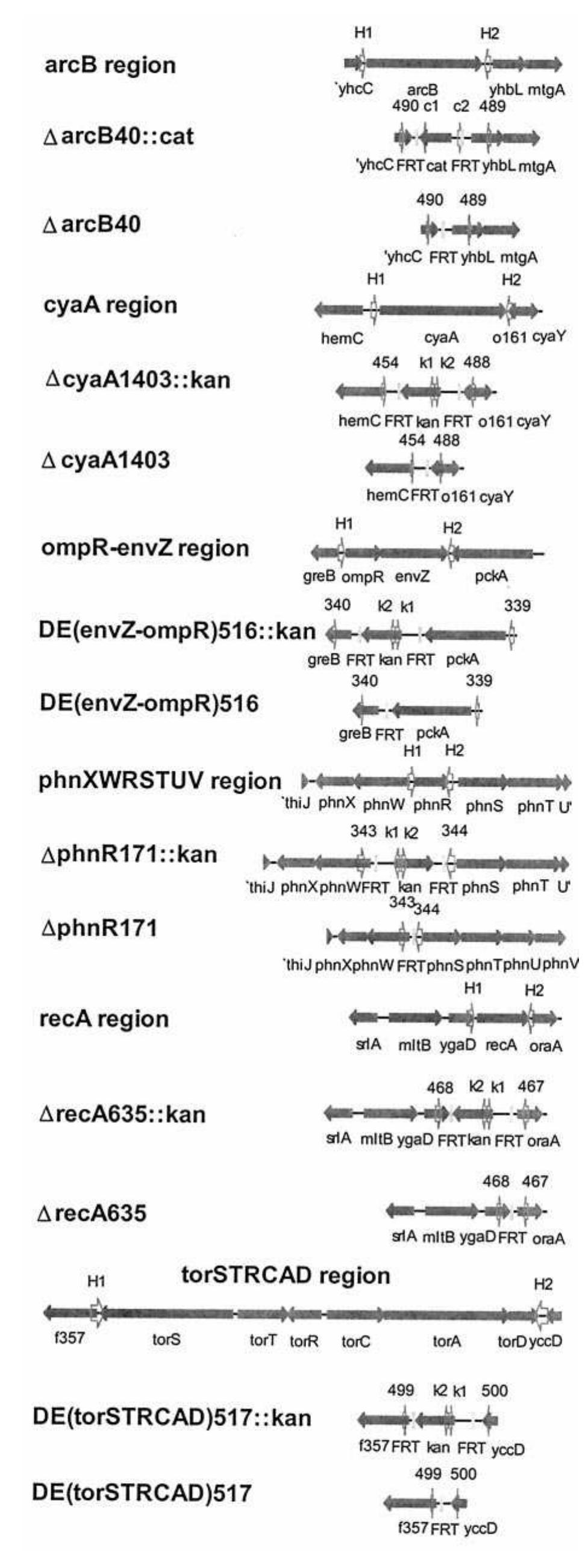 Structures of other gene disruptions. see fig. 4 for
