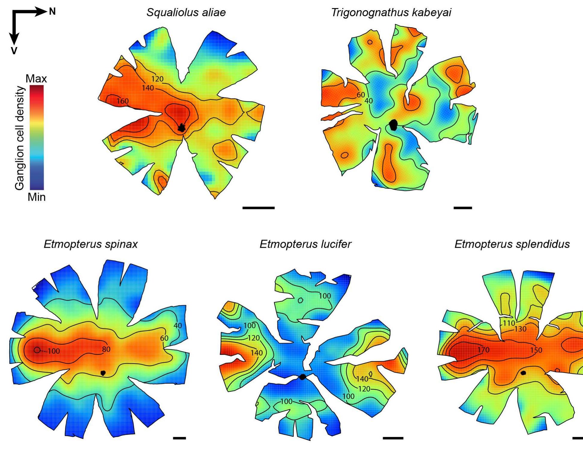 Topographic maps of ganglion cell densities. black arrows