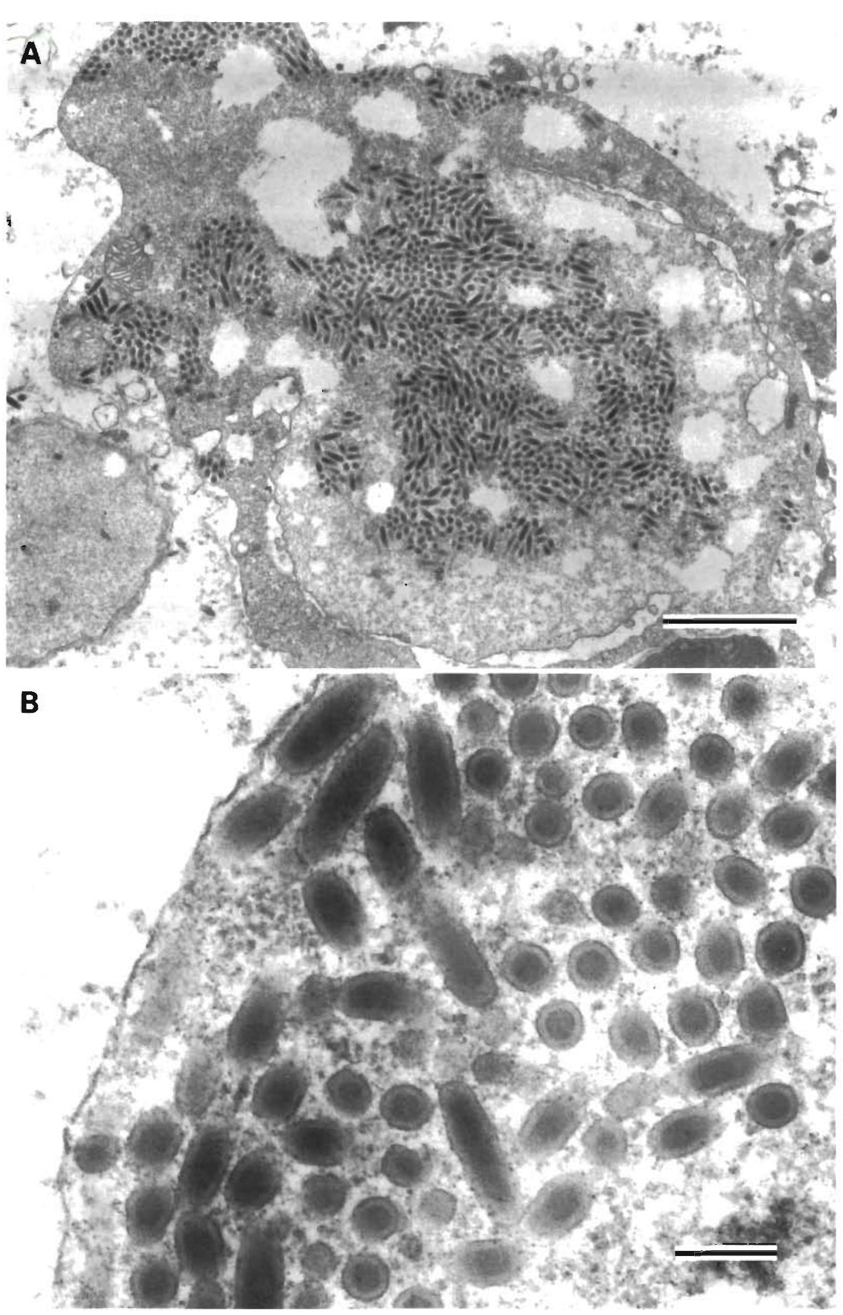 Penaeus japonicus. epidermis of shrimp spontaneously