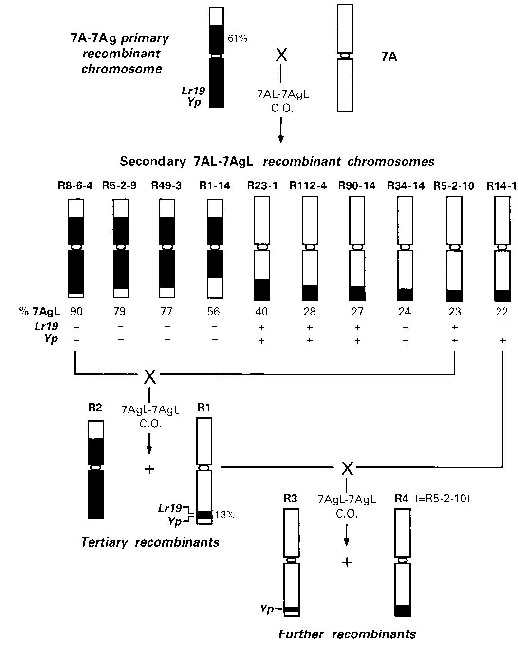 Schematic representation of gish-based maps of 7a-7ag recom-
