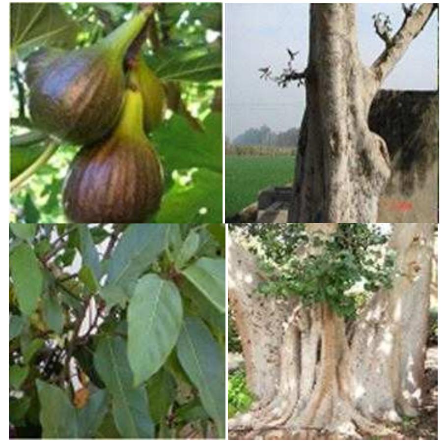 (PDF) Ficus Racemosa: Phytochemistry, Traditional Uses and ...