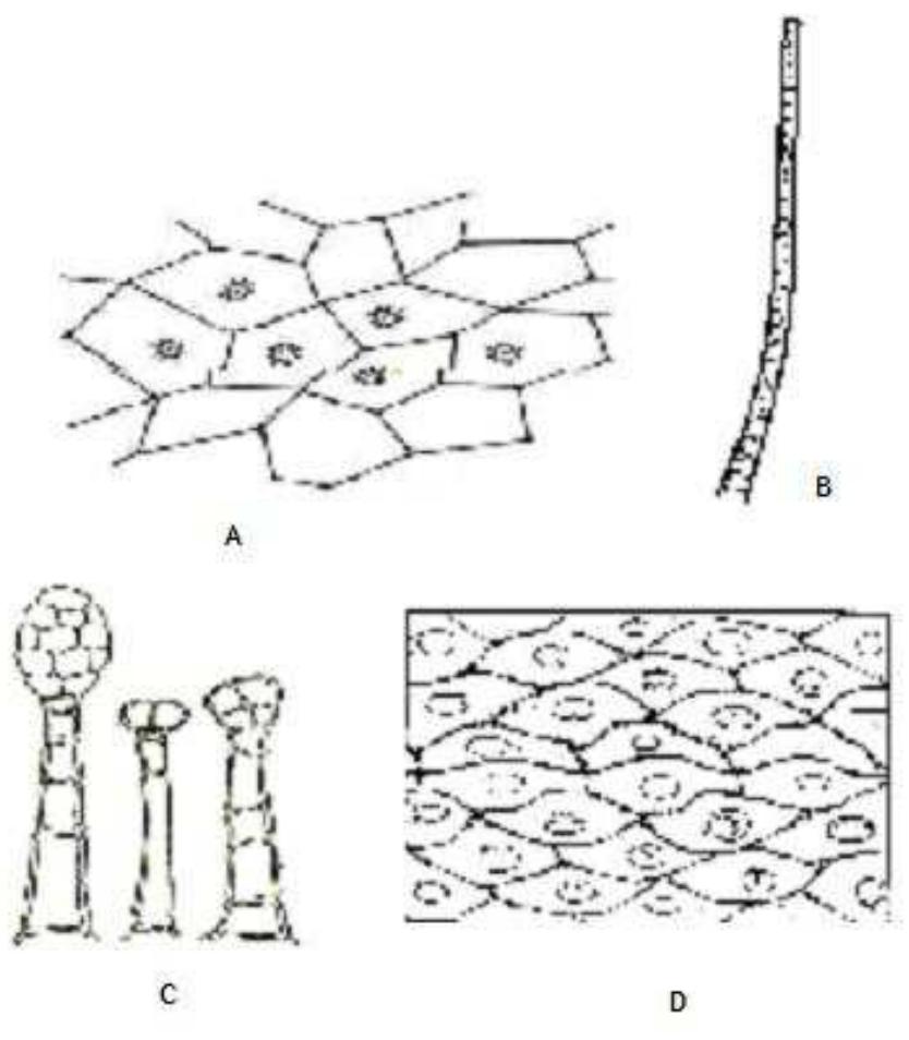 The cork is made up of polygonal or rectangular cells. the