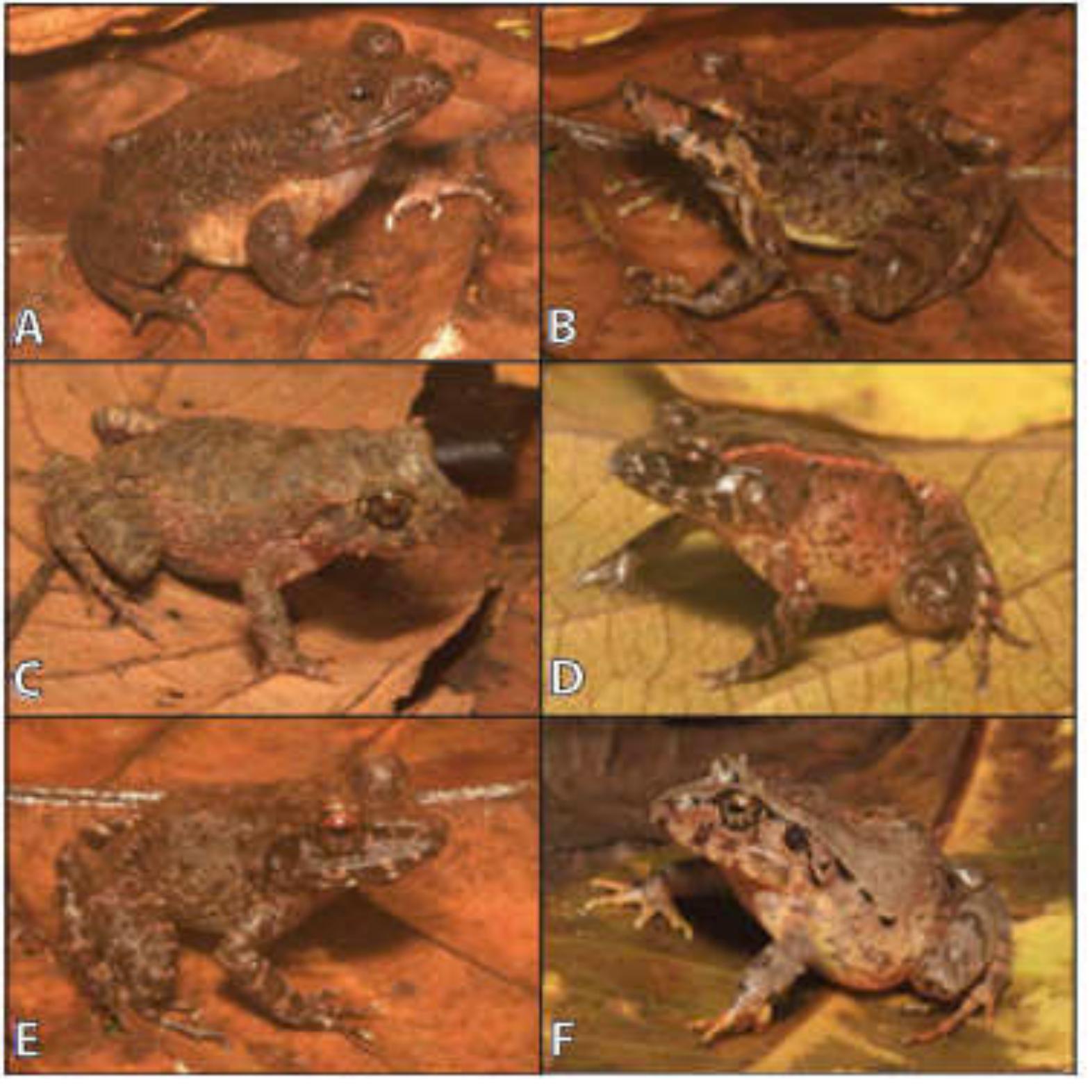 Plate 2. photos of frogs collected during the 2014 rapid