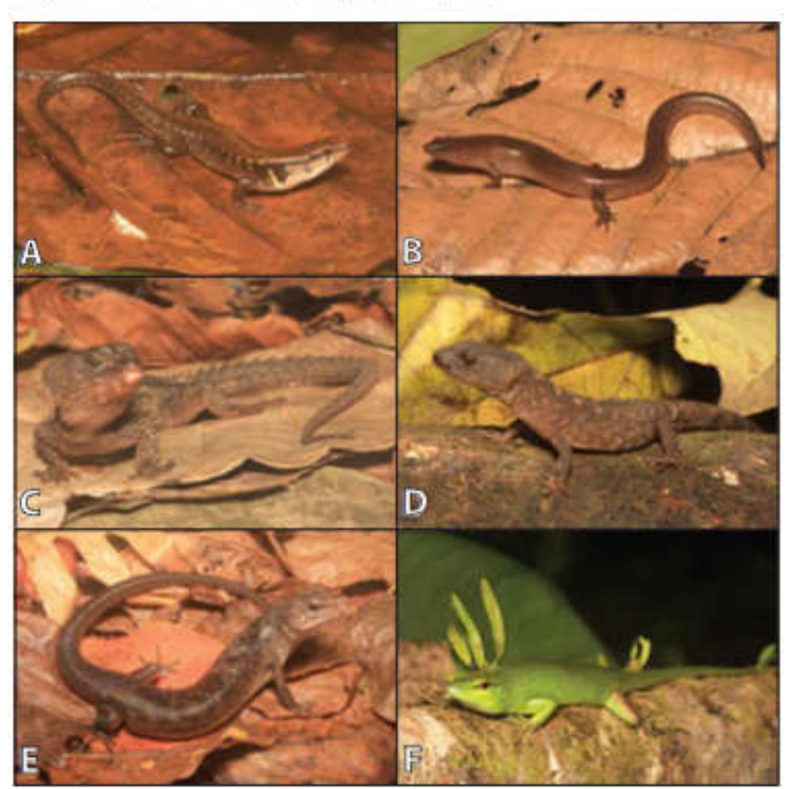 Plate 5. photos of lizards collected dering the 2014 rapid