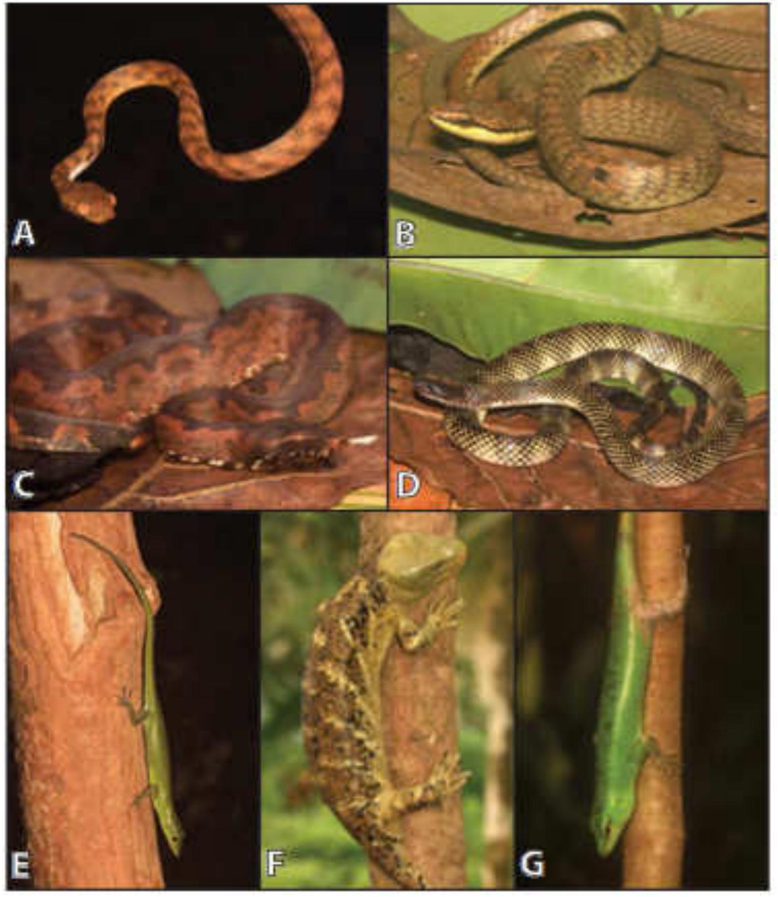 Plate 6, photos of smakes and lizards collected during the
