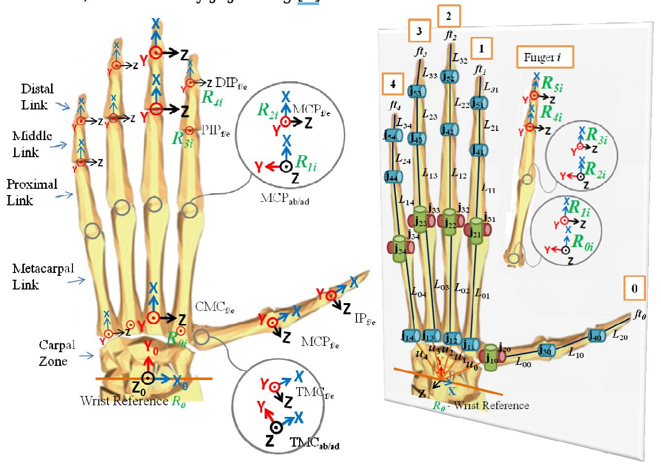 Kinematic configuration of the human hand