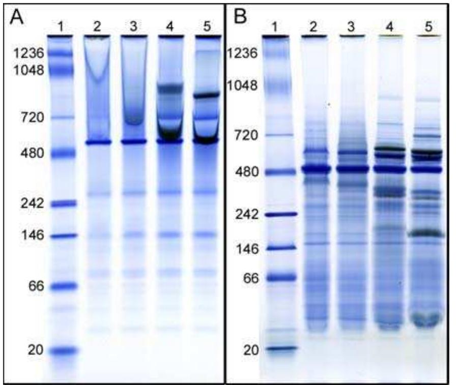 Figure 1 - from NativePAGE Novex® Bis-Tris Gels and Buffers