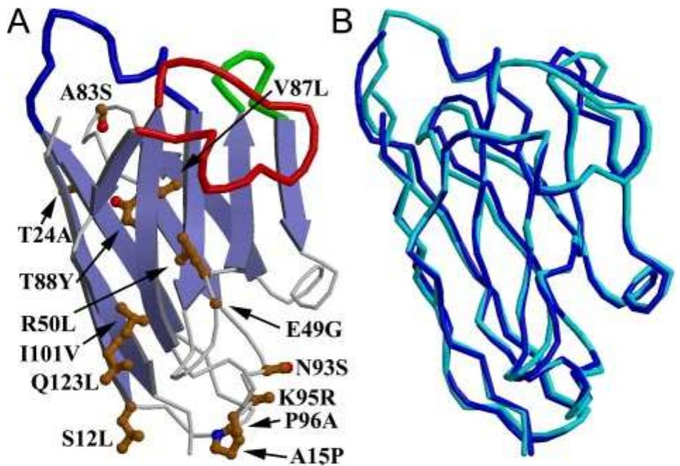 A, ribbon diagram of the structure of the maximally