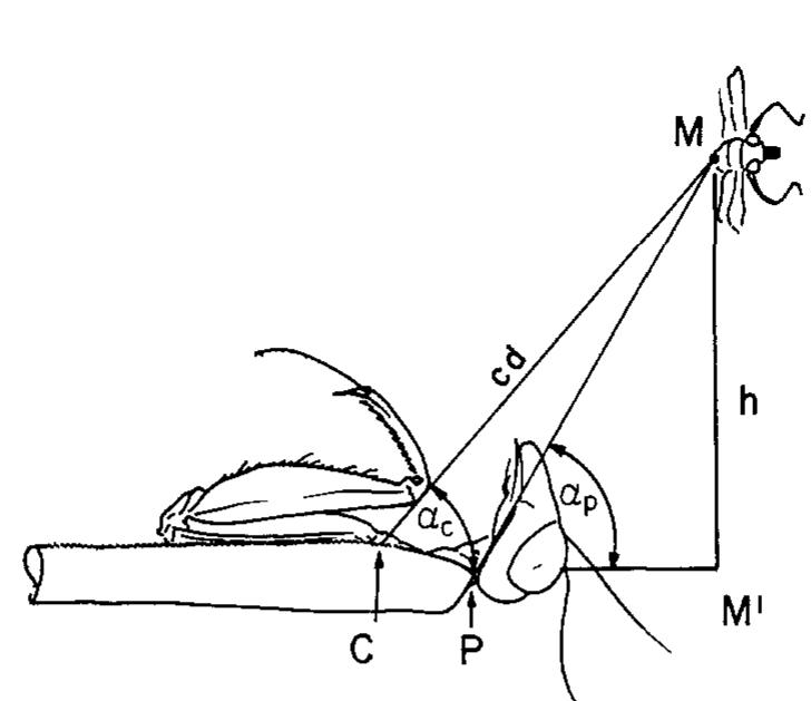 Angles. a): angle formed by pm (line joining the tip of the