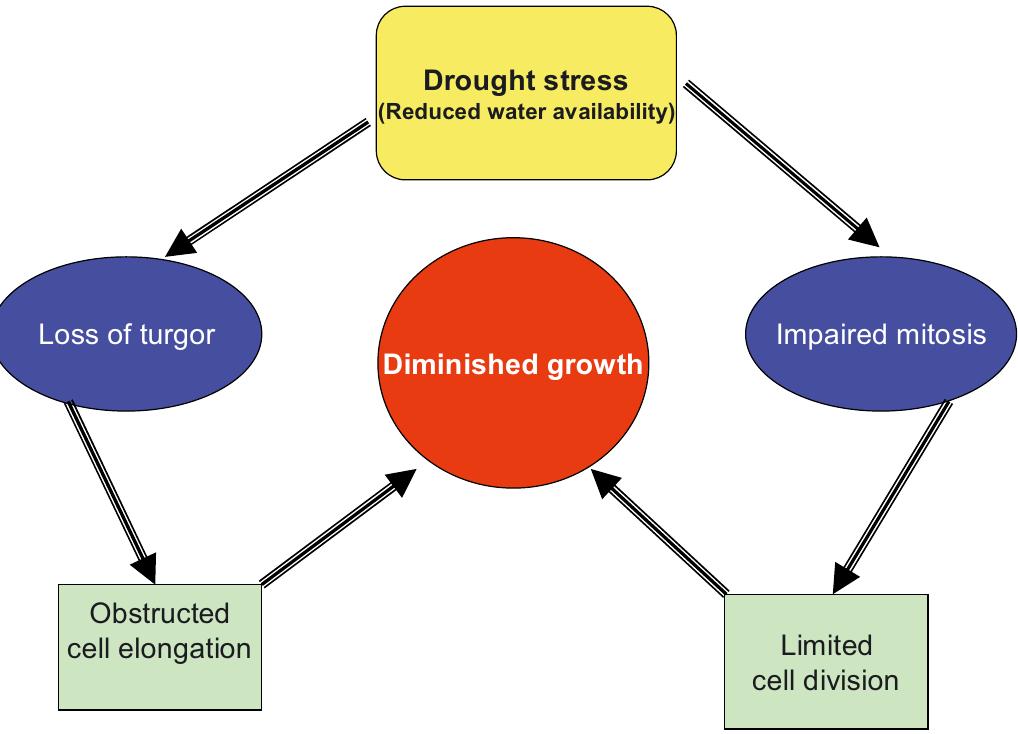 Description of possible mechanisms of growth reduction under