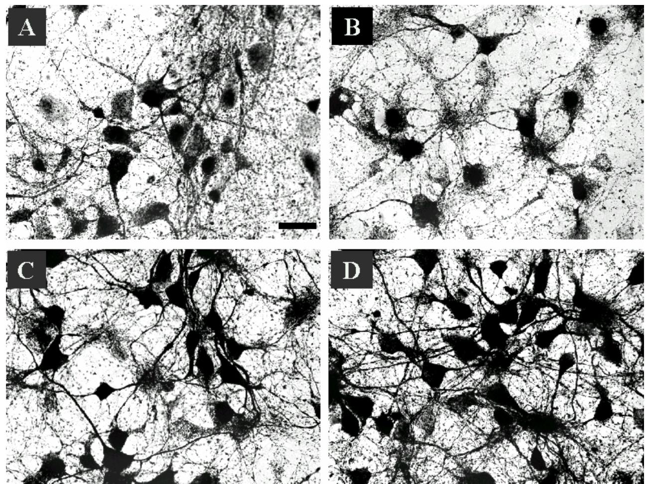 Evaluation of dendritic morphology of cultured rat