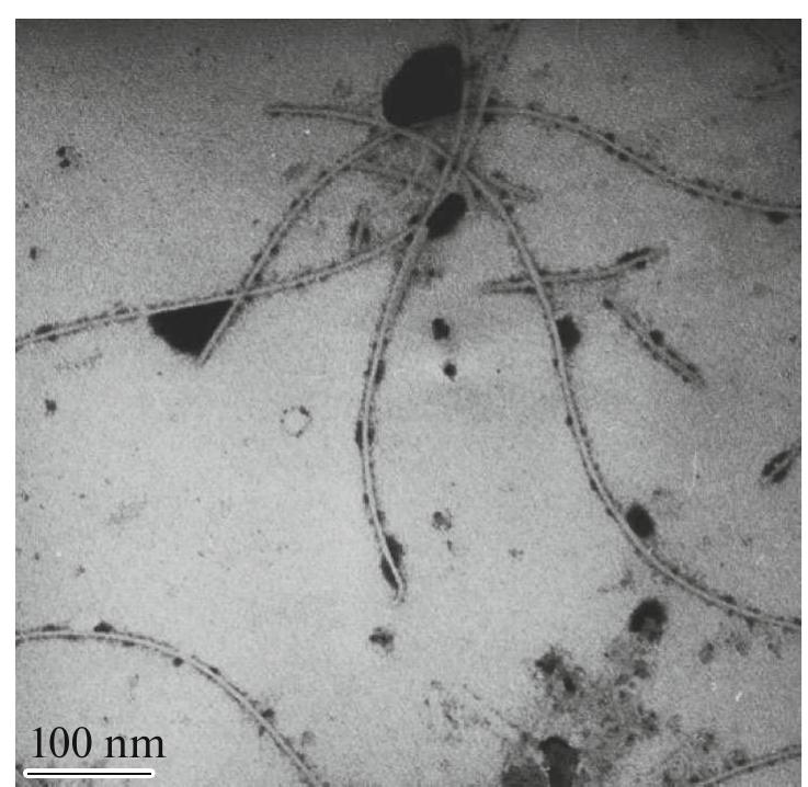 Filamentous phages from plaques on the colonies of a