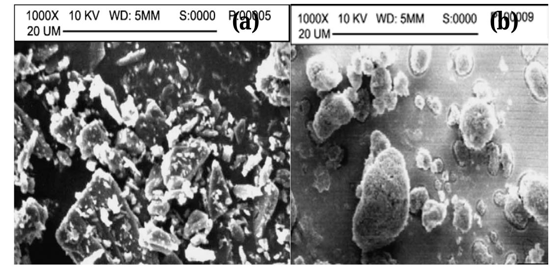 Sem images of (a) pure gliclazide (b) solid dispersion