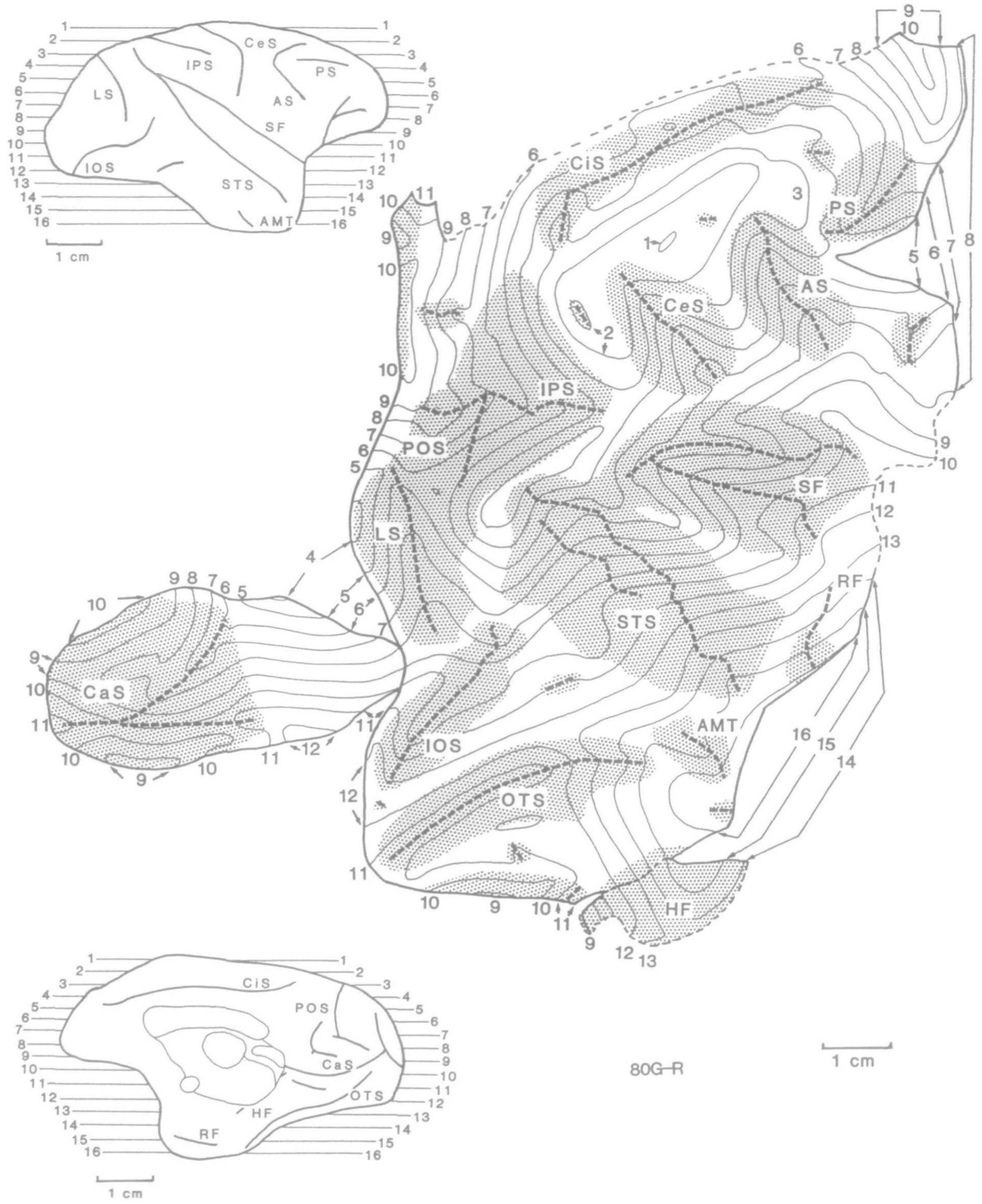 A 2-0 map of cerebral cortex in macaque monkey, prepared by