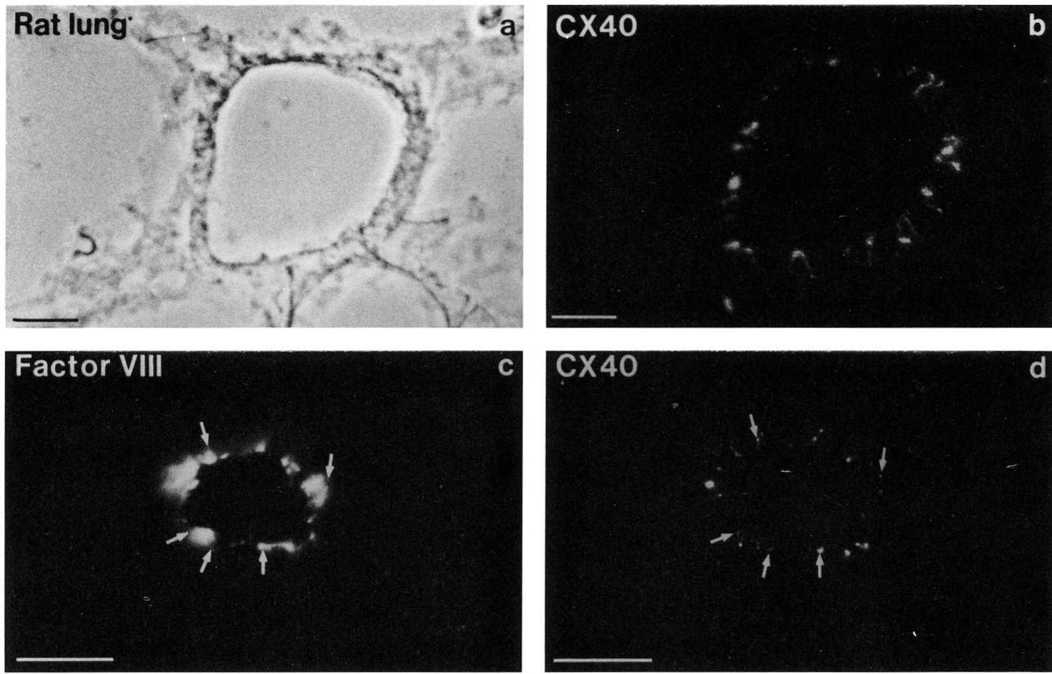 Characterization by immunofluorescence of rabbit antibodies