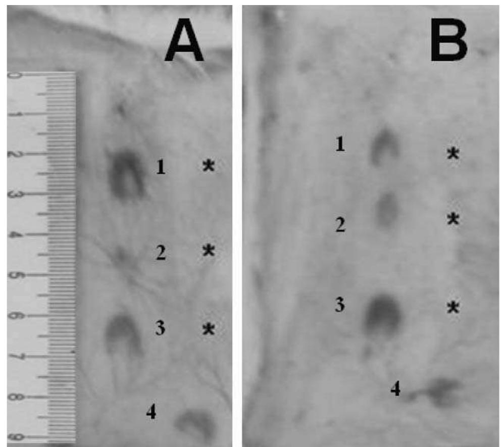 Passive cutaneous anaphylaxis assay (pca) scale bar in mm.