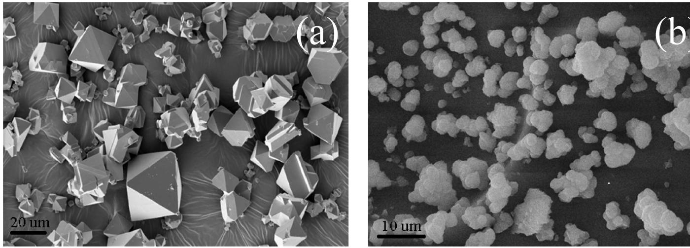 Scanning electron microscope (sem) images for the mof
