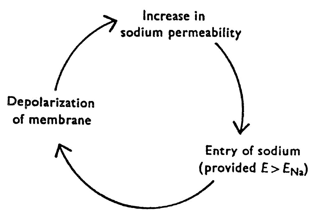 The hodgkin cycle of the sodium current in the discharge of