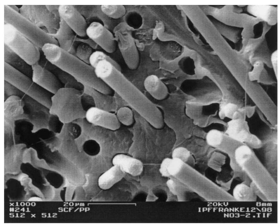 Sem Micrograph Of Tensile Fracture Surface Of An Scfpp