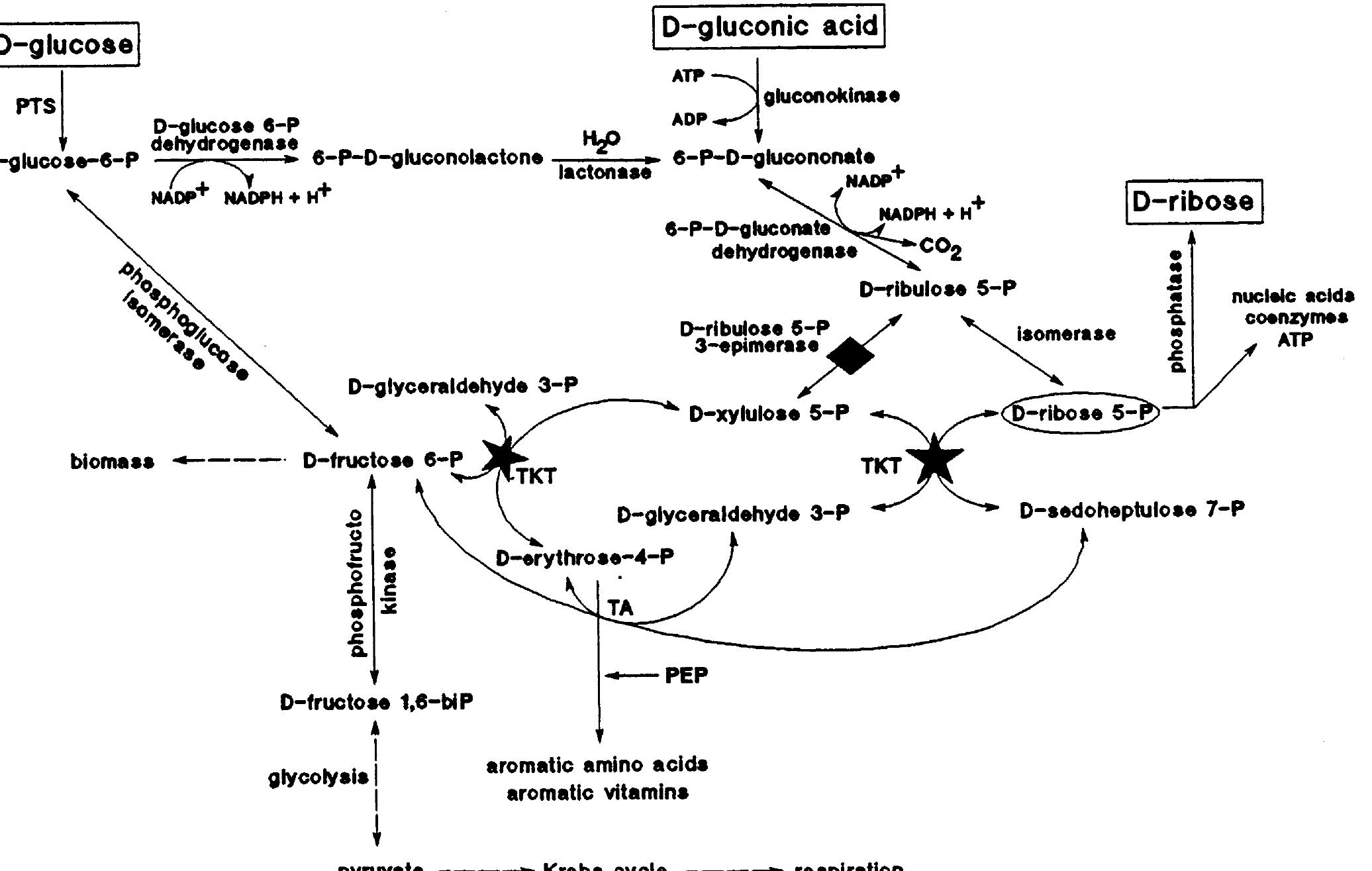 The pentose phosphate pathway, glycolysis and some anabolic