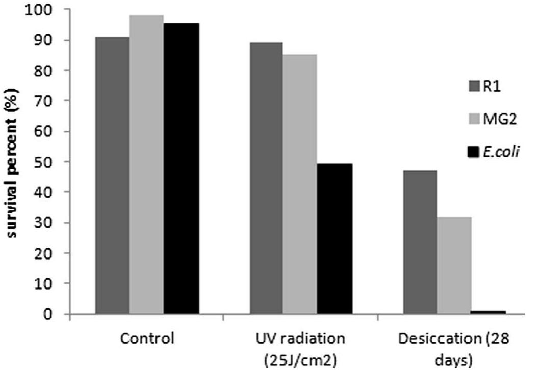 Survival diagram of deinococcus radiodurans r1, isolated